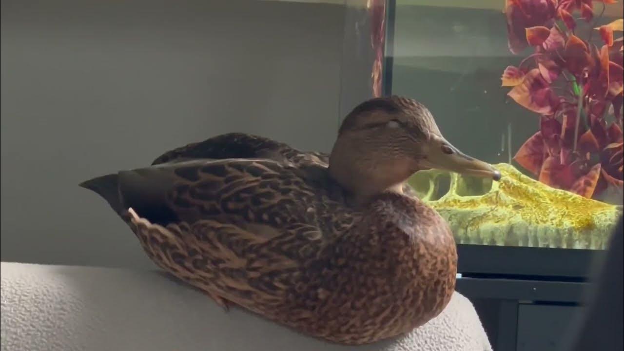 Duck Dozing Off Zzz - YouTube