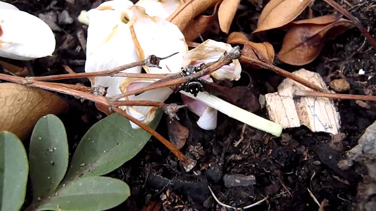 Araña saltarina hembra, cría. Heliophanus apiatus. Jumping spider - YouTube
