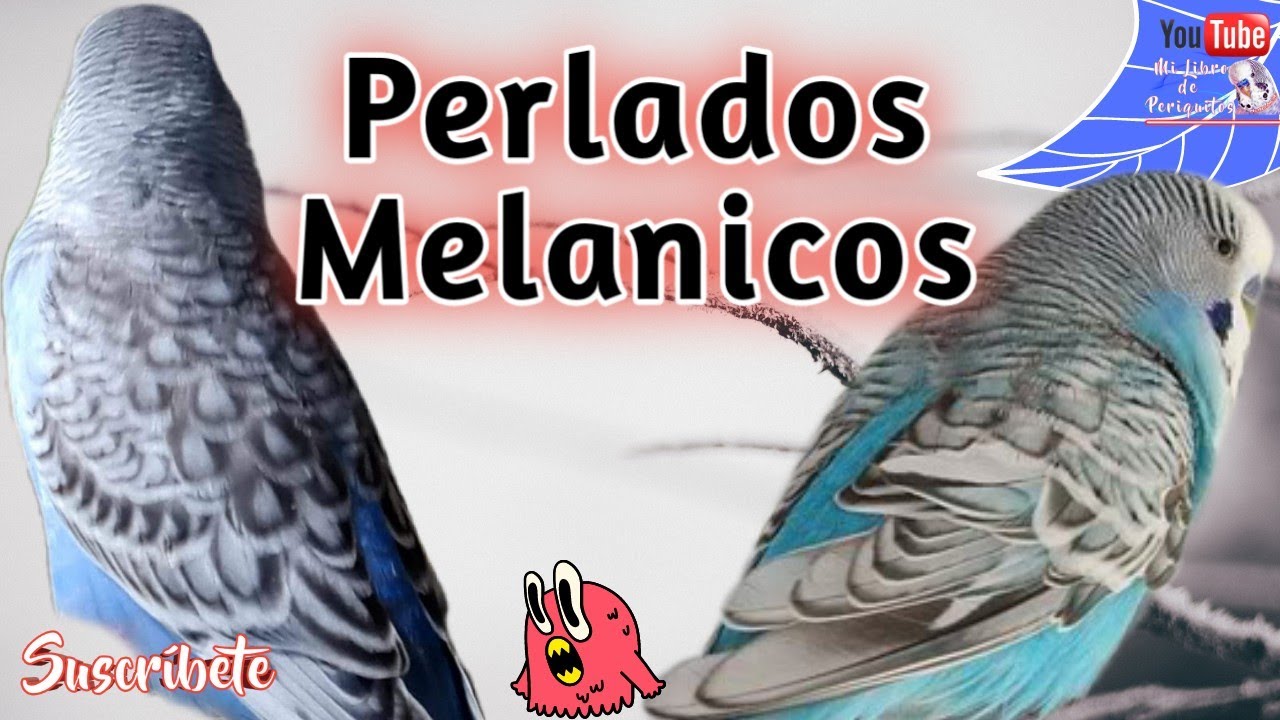 Periquitos Perlados Melanicos 🦜 - YouTube