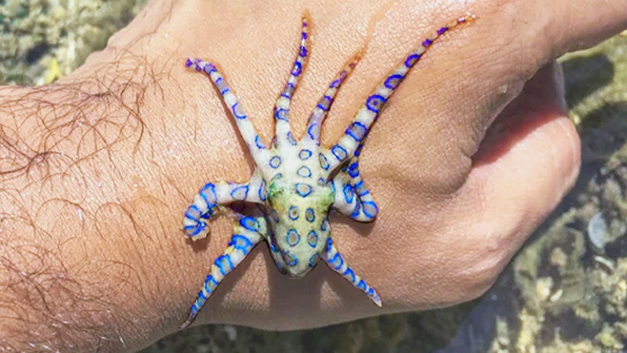 TOP 15: Les Animaux Les Plus Dangereux Du Monde - YouTube