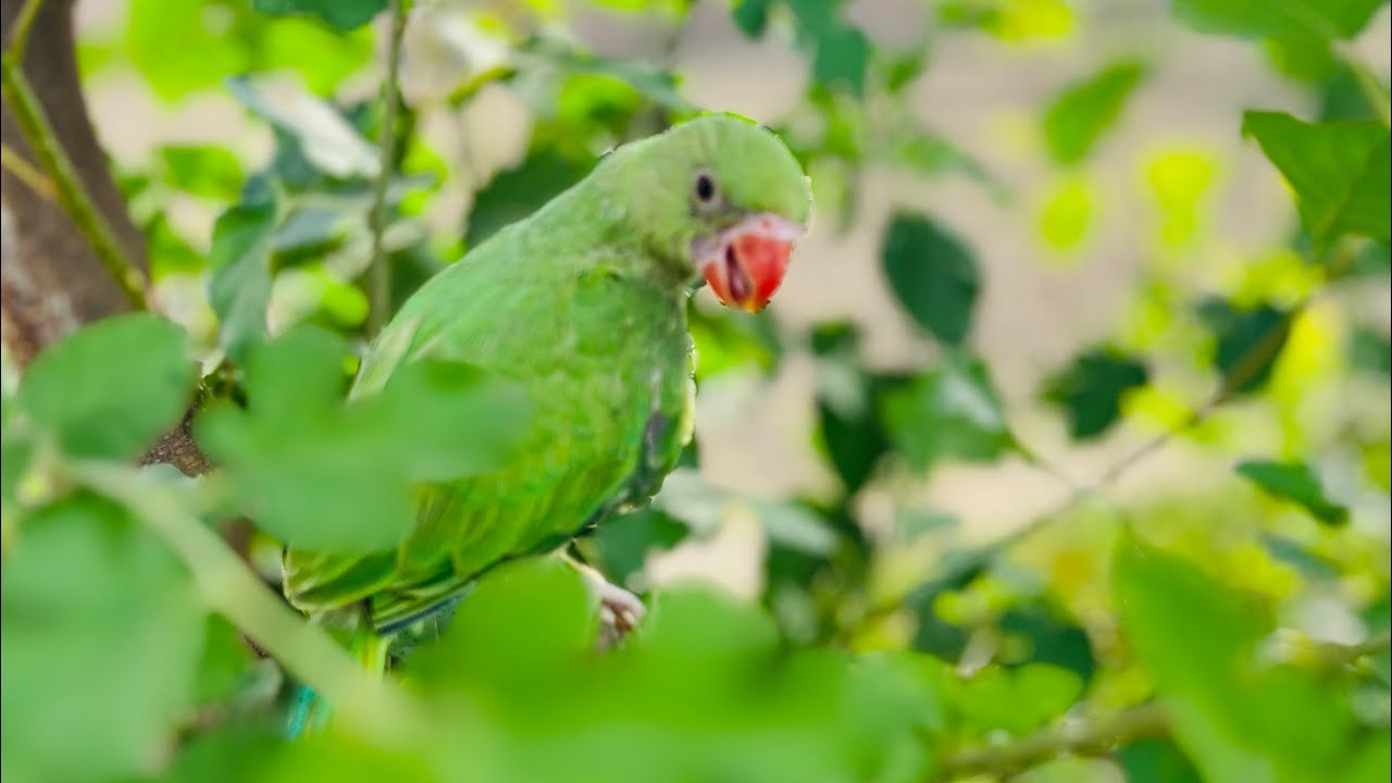Loud parrot baby first time talking 😱 - YouTube
