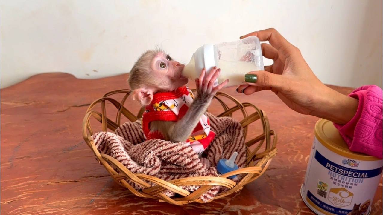 Milk is life,Milk is heart!!!Richard mnkey drink only milk of the day ...