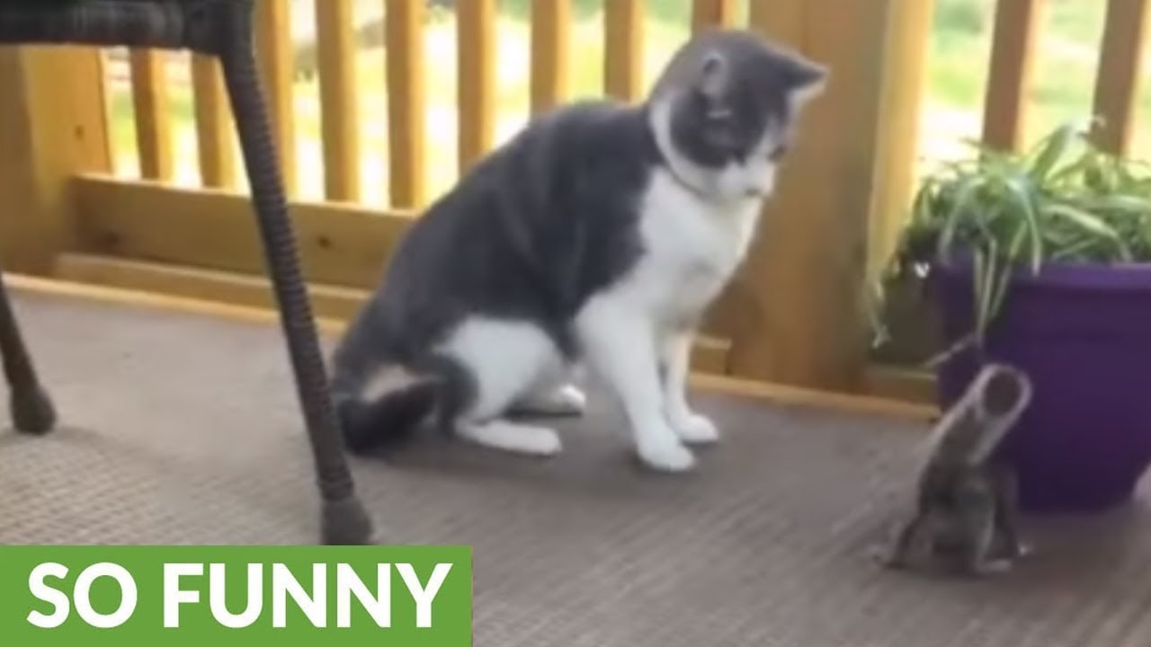 Fearless squirrel chases friendly cat - YouTube