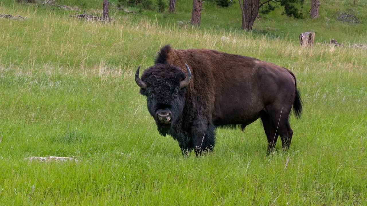 American bison buffaloes | bison buffaloes life | animal life struggle ...