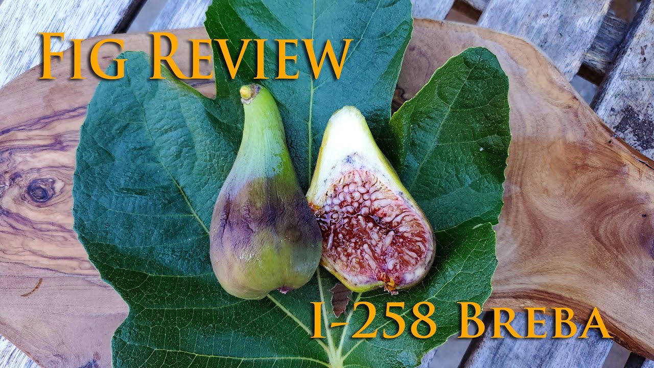 Fig Review: I-258 Breba Fig 2020 - YouTube