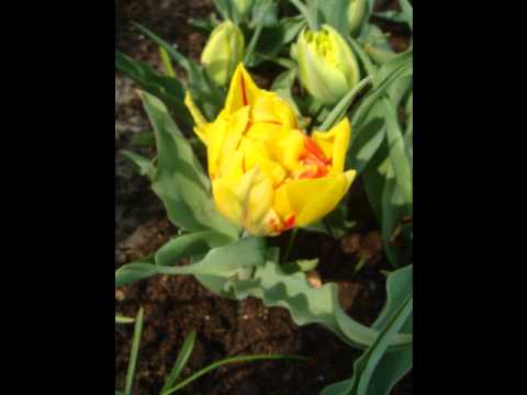 TULUN KORMAN  HASRETİ KADEHLERDEN ÜMİTLE İÇİYORUM