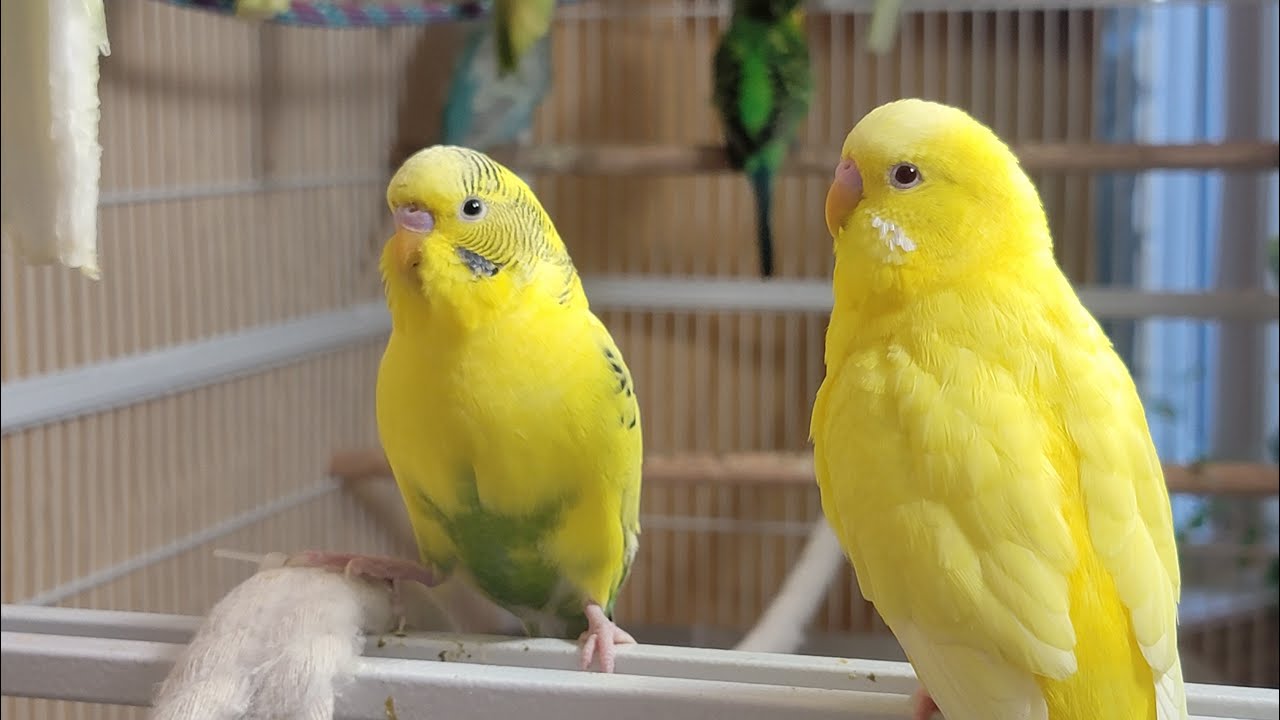 12 Hr Happy Singing & Eating Parakeet Budgies Birds, Reduce Stress of ...