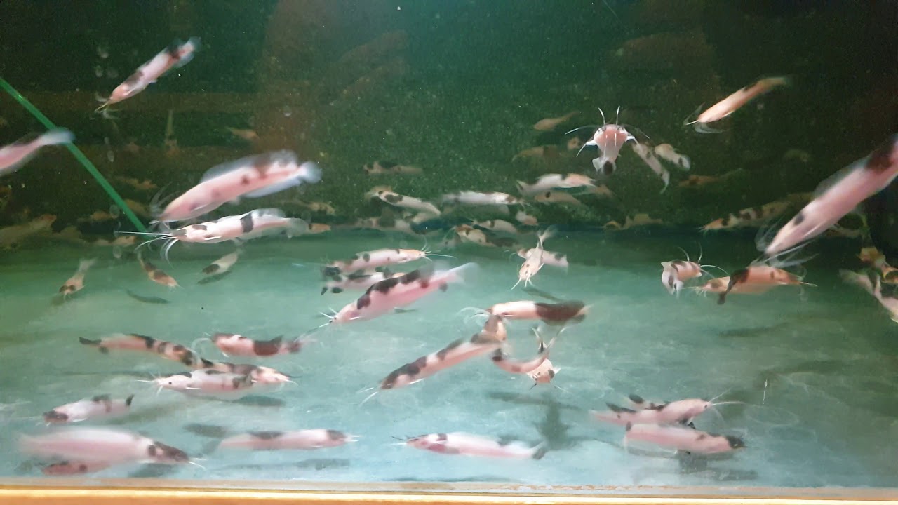Clarias Batrachus Spotted - YouTube