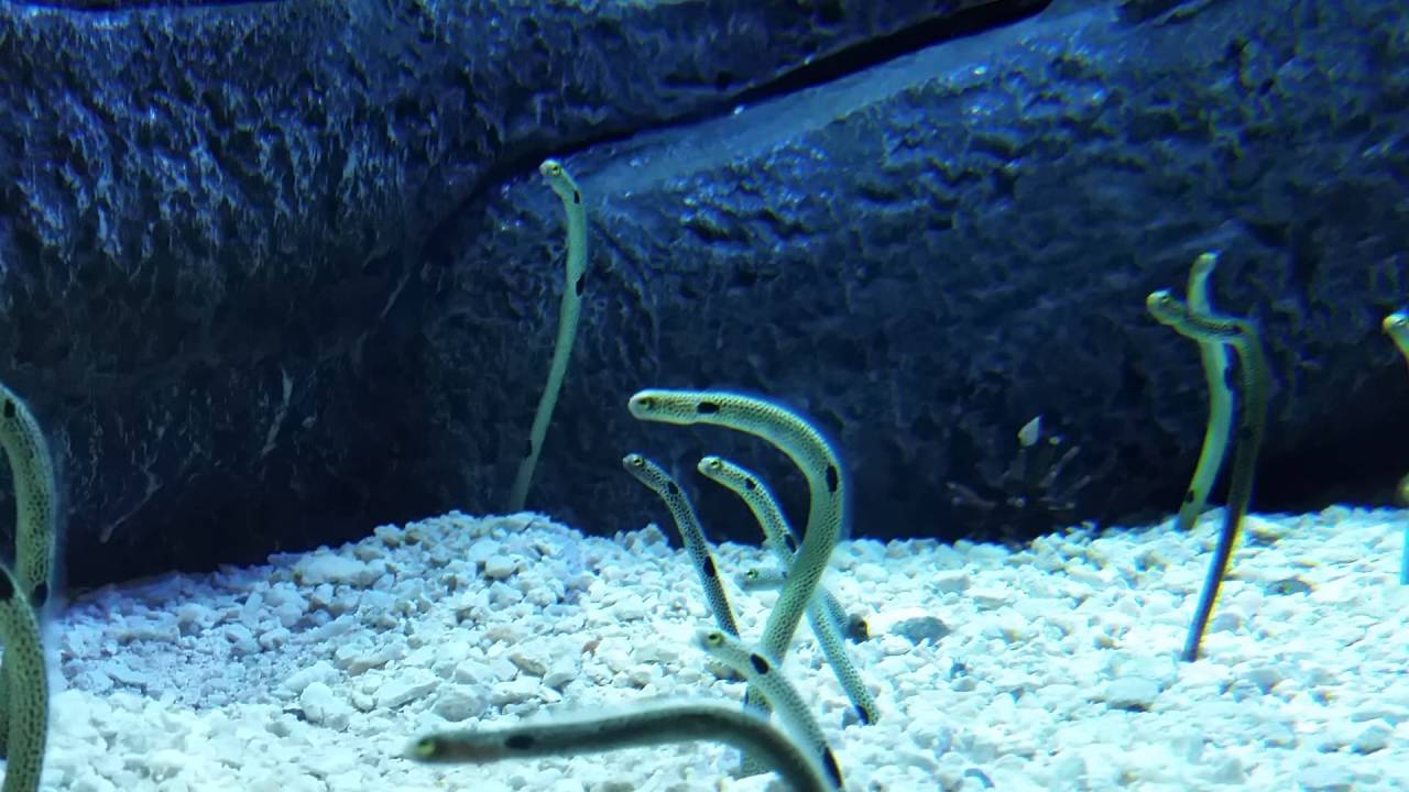 Eels at Monterey Bay Aquarium in the Viva Baja exhibit - YouTube