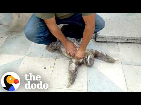 See The Relief On This Sloth's Face After 40 Ticks Are Removed | The Dodo
