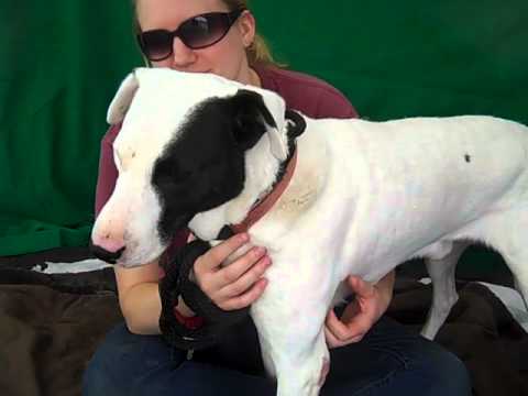 A4831827 Petey | Pointer/Labrador Retriever Mix - YouTube