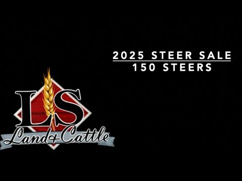 2025 LS Land & Cattle LTD - Steer Sale
