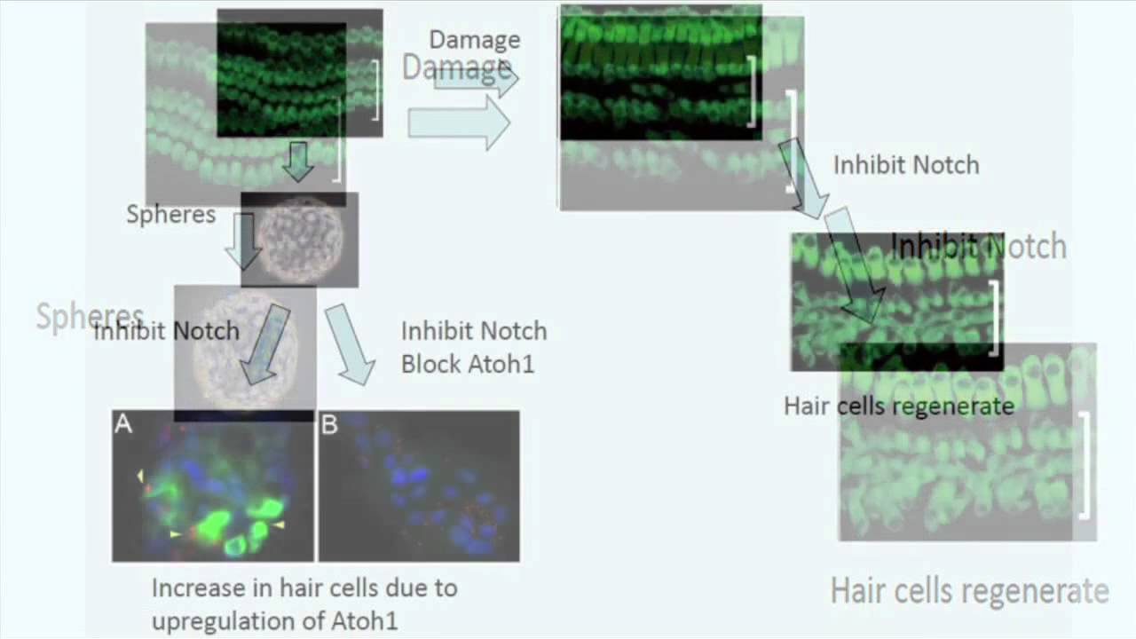 Induced Cochlear Hair Cell Regeneration & Recovery of Hearing after ...