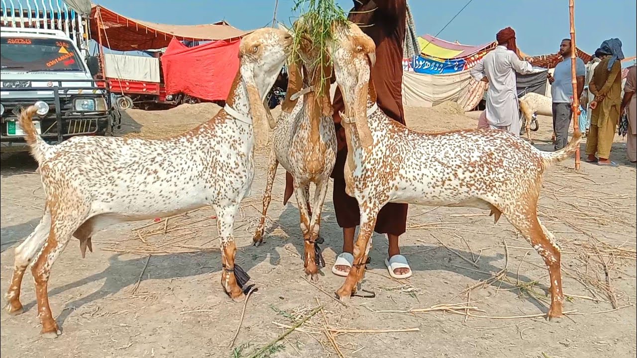 chak madrasa bakra Mandi chishtiya bakra Mandi bahawalnagar bakra Mandi ...
