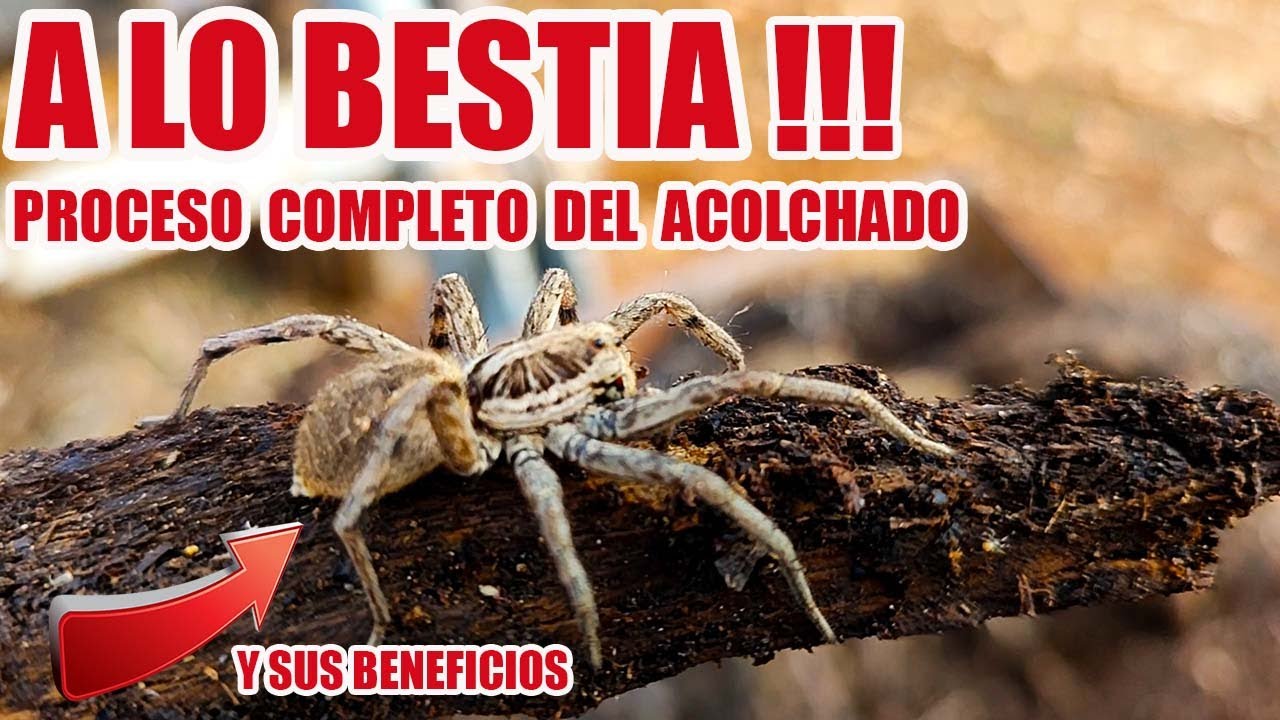 LOS BENEFICIOS DEL ACOLCHADO Y EL PROCESO COMPLETO DE ACOLCHAR - YouTube