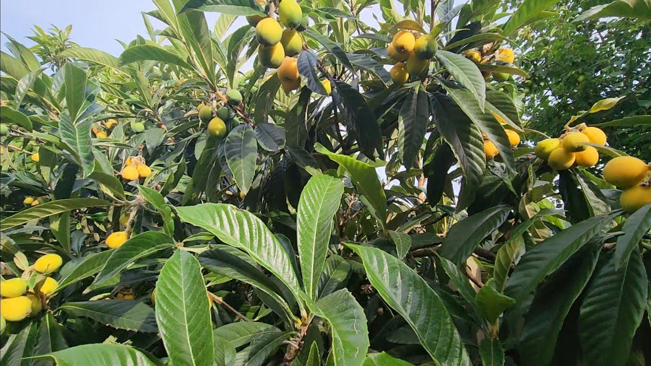 Loquat Season Begins | How I Attach Netting Alone? - YouTube