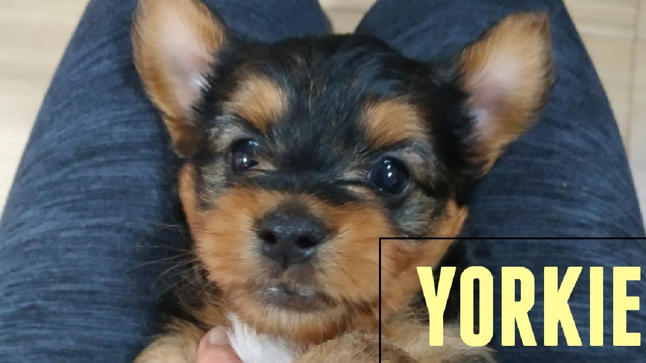 CACHORROS YORKSHIRE TERRIER JUGANDO YORKIE - YouTube