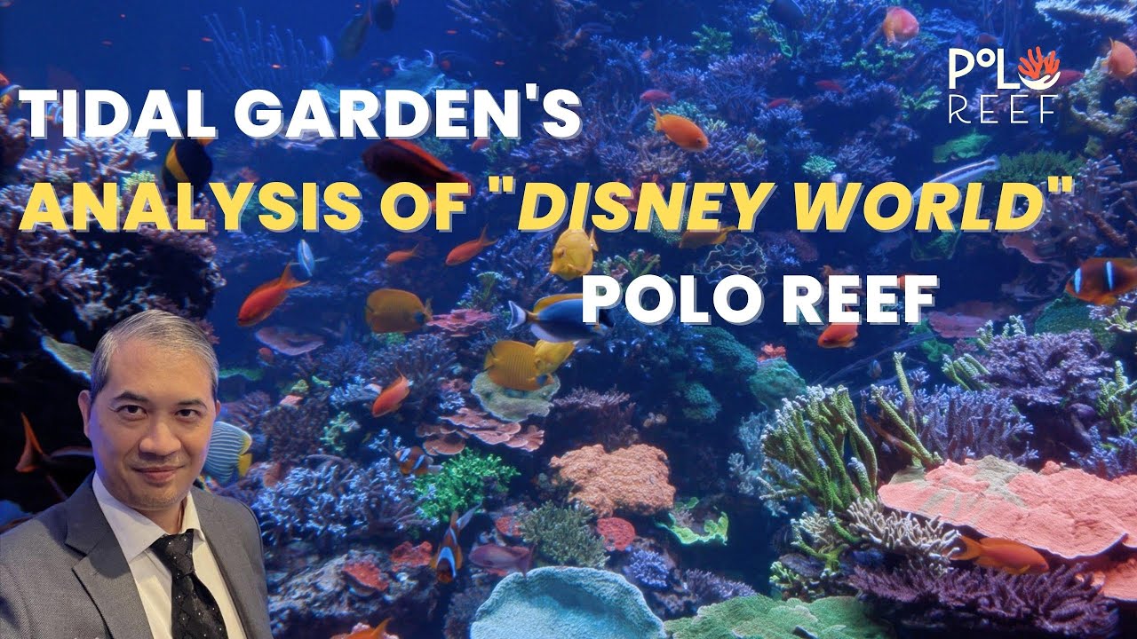 Tidal Garden's Analysis of Polo Reef's "Disney World" - YouTube