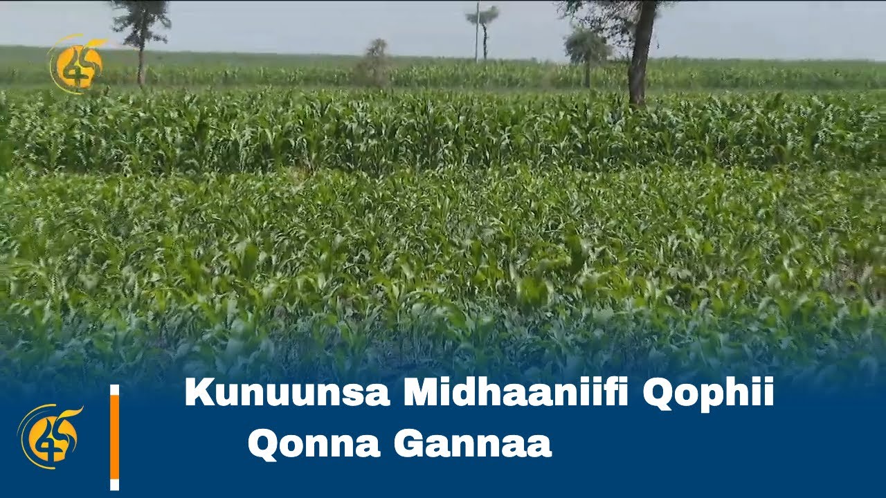 Kunuunsa Midhaaniifi Qophii Qonna Gannaa - YouTube
