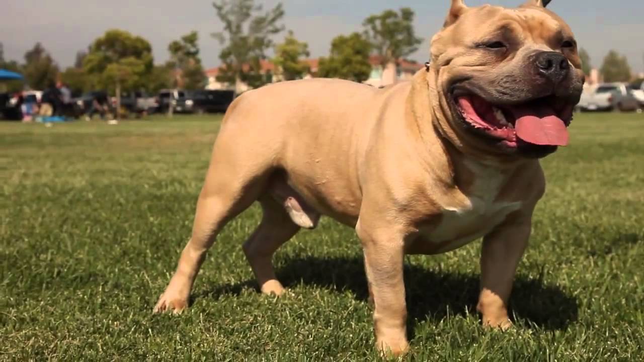 AMERICAN BULLY - CH PRETTY BOY (RE-UP) - YouTube