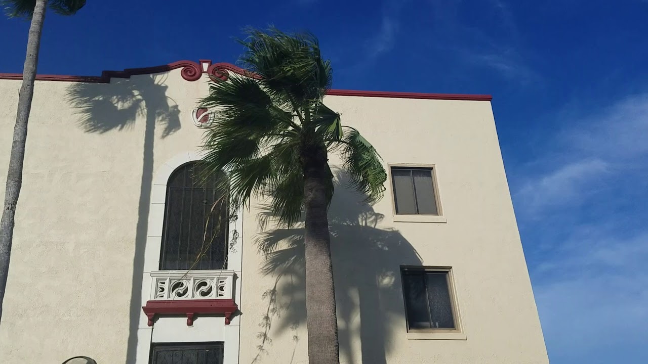 Washingtonia "filibusta" - The Cold Hardy Hybrid of Both Washingtonia ...