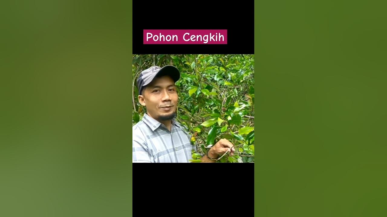 MENGENAL POHON CENGKIH CENGKEH - YouTube