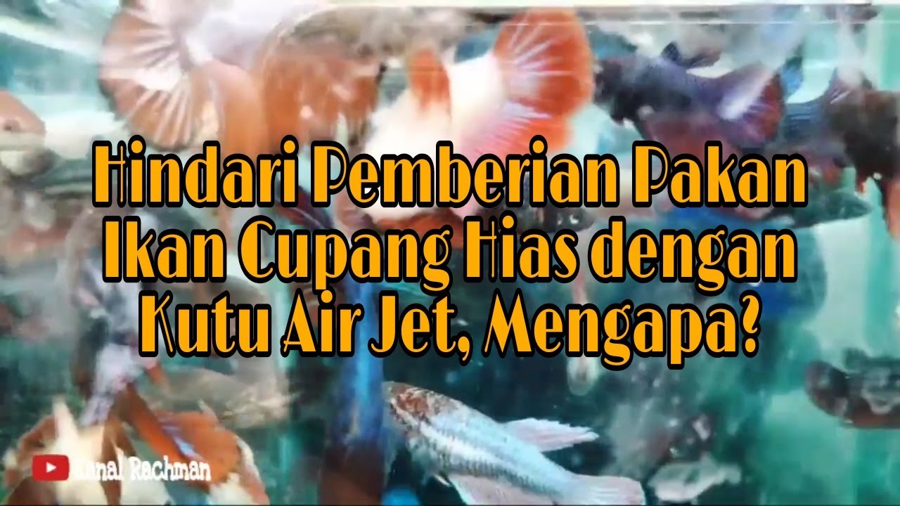 Hindari Pemberian Pakan Ikan Cupang Hias dengan Kutu Air Jet, Mengapa ...