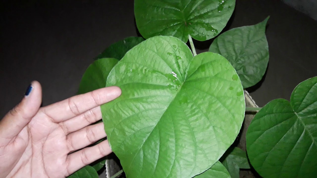 ||Zakhm Bharne Wala plant || How to grow Vidhara (Elephant Creeper ...
