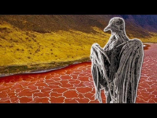 Lake Natron Endangered Animals Explore Lake Natron | Tanzania Safaris