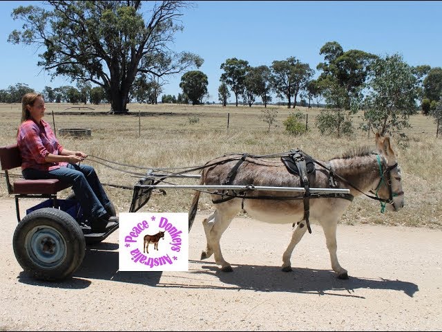 Mini Donkey Cart Donkey Pulling Cart Stock Photo. Image Of Harness,