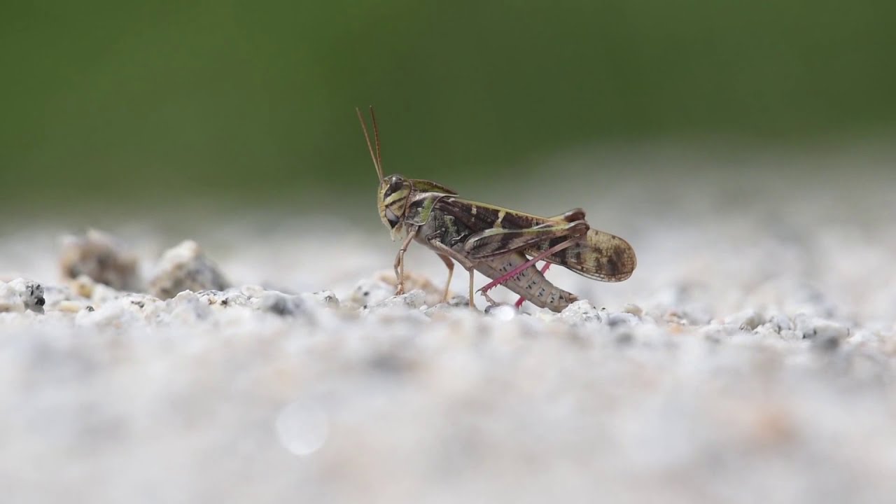 Grasshopper Youtube 0374