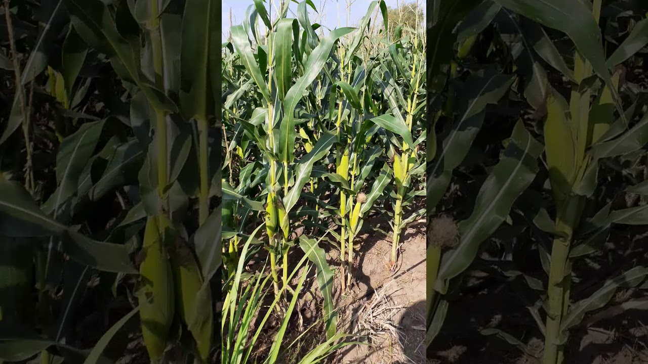 Maiz elotero asgrow 7573 - YouTube