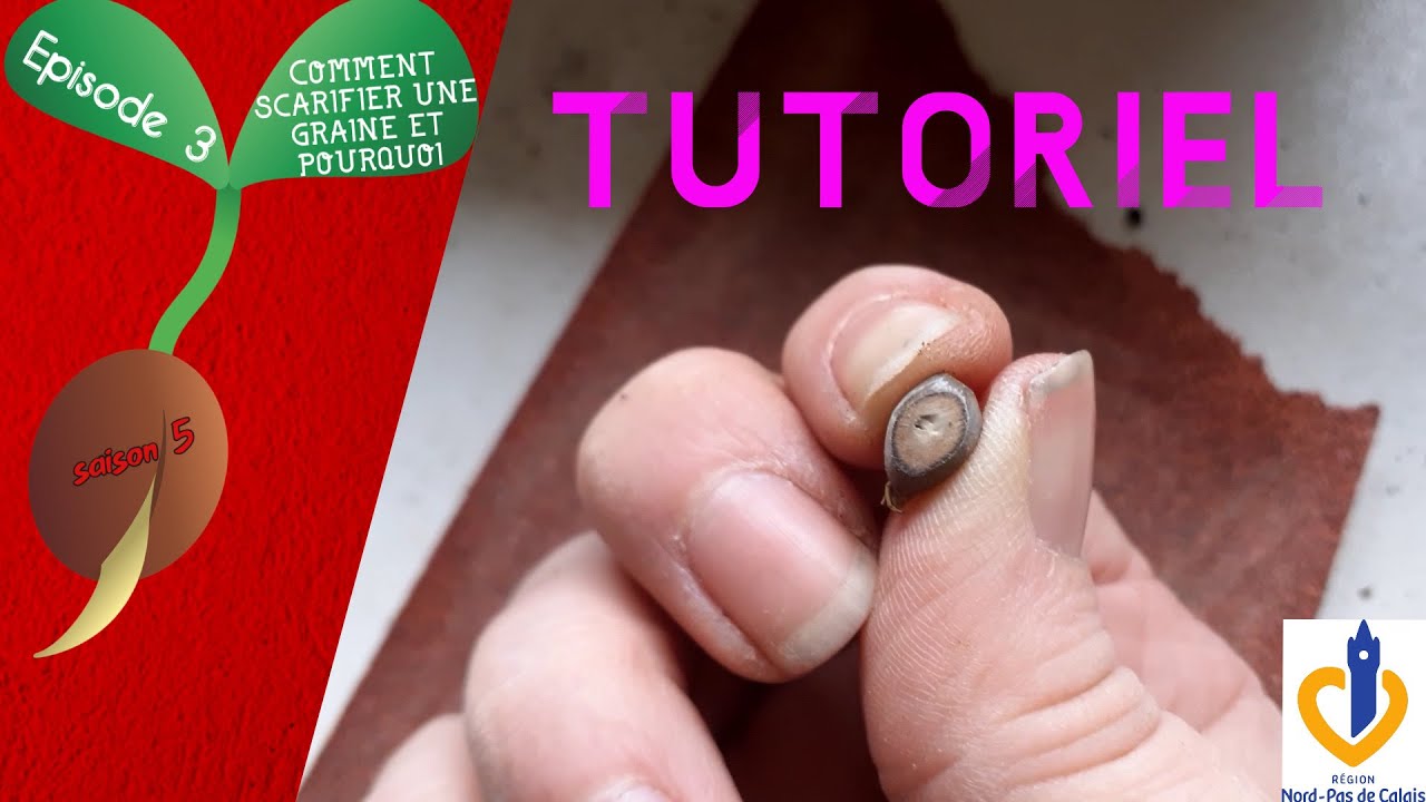 🫘S5 - Episode 3 : TUTORIEL : Comment et pourquoi scarifier une graine🫘 ...