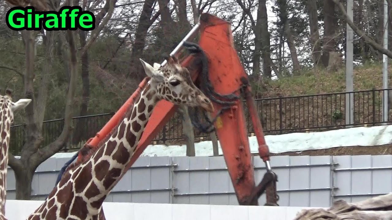 Giraffe and excavator キリンとパワーショベル Giraffe big family ⑫ 【多摩動物公園】 - YouTube