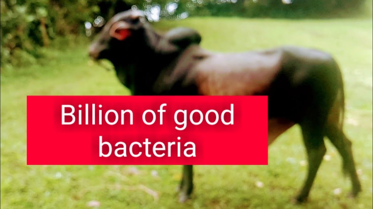 Cattle Nutrition // Pag aalaga ng Baka - YouTube