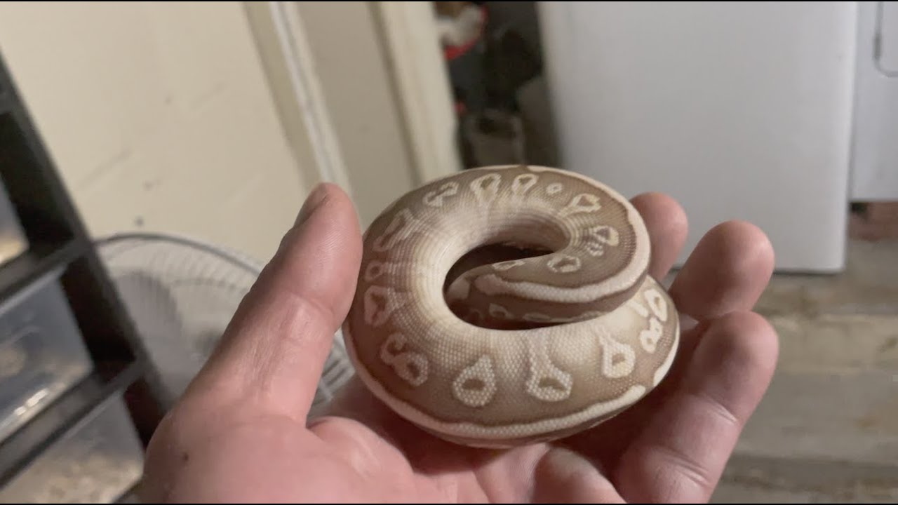 BALL PYTHONS??? HUNDREDS OF REPTILES!!!! TURNING A DANGEROUS SITUATION ...