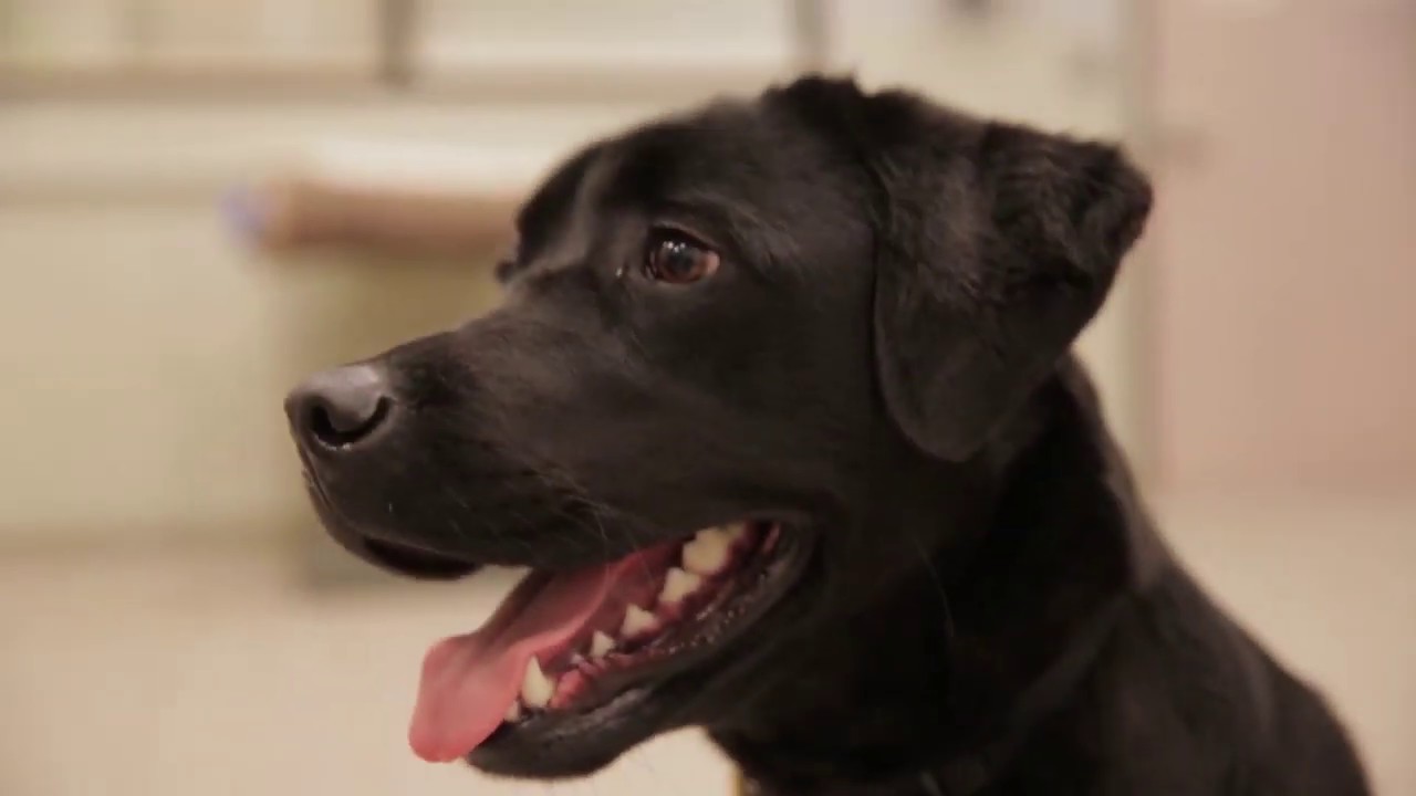 America's VetDogs Program Overview - YouTube