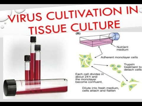 Cultivation and purification of viruses Part (C) Tissue Culture - YouTube