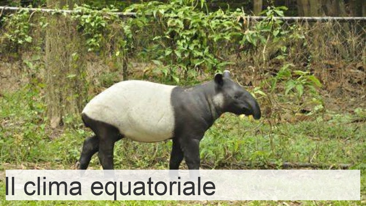 Zona equatoriale: clima, paesi, suoli, foreste, piante e animali - YouTube