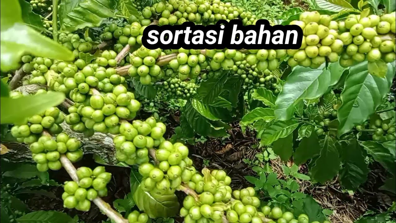 Sortasi bahan yang ke 3 kalinya - YouTube