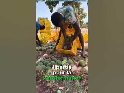 Négoce de fruits exotiques de l'Afrique vers le monde #agrobusiness # ...