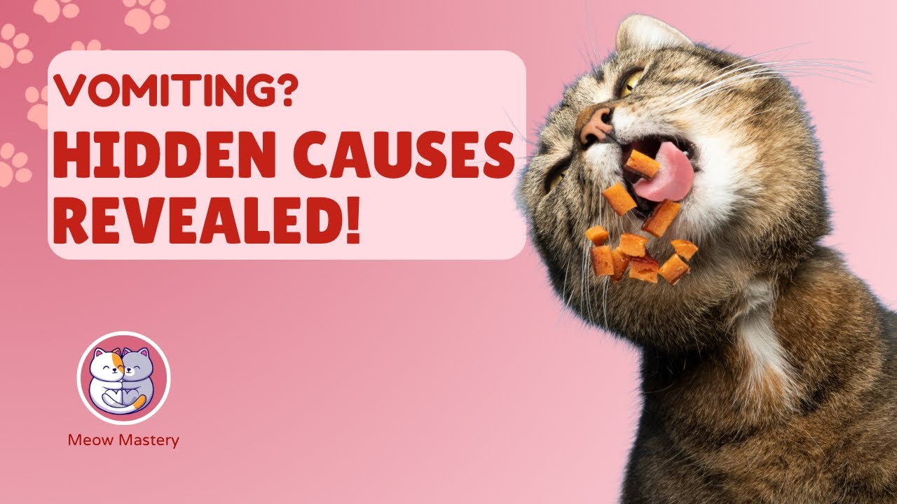 Why Does My Cat Often Vomit? Understanding the Causes and Solutions ...