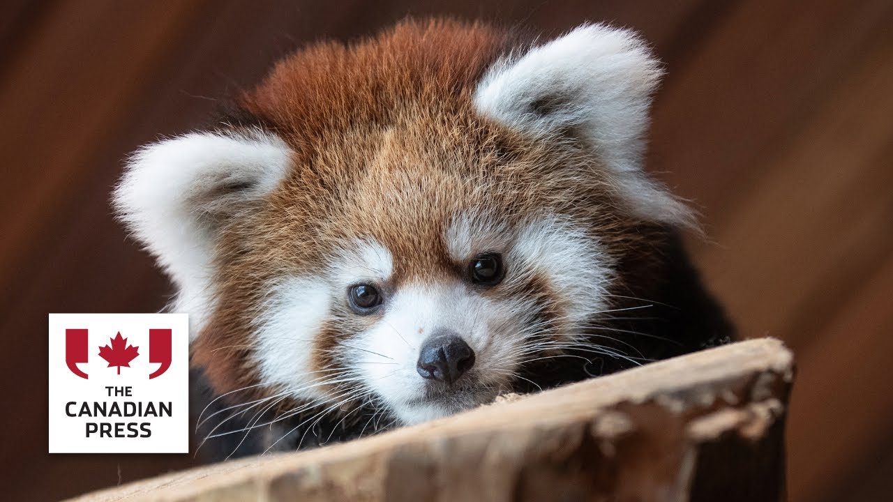 Edmonton zoo debuts endangered red panda cubs Fred and George - YouTube