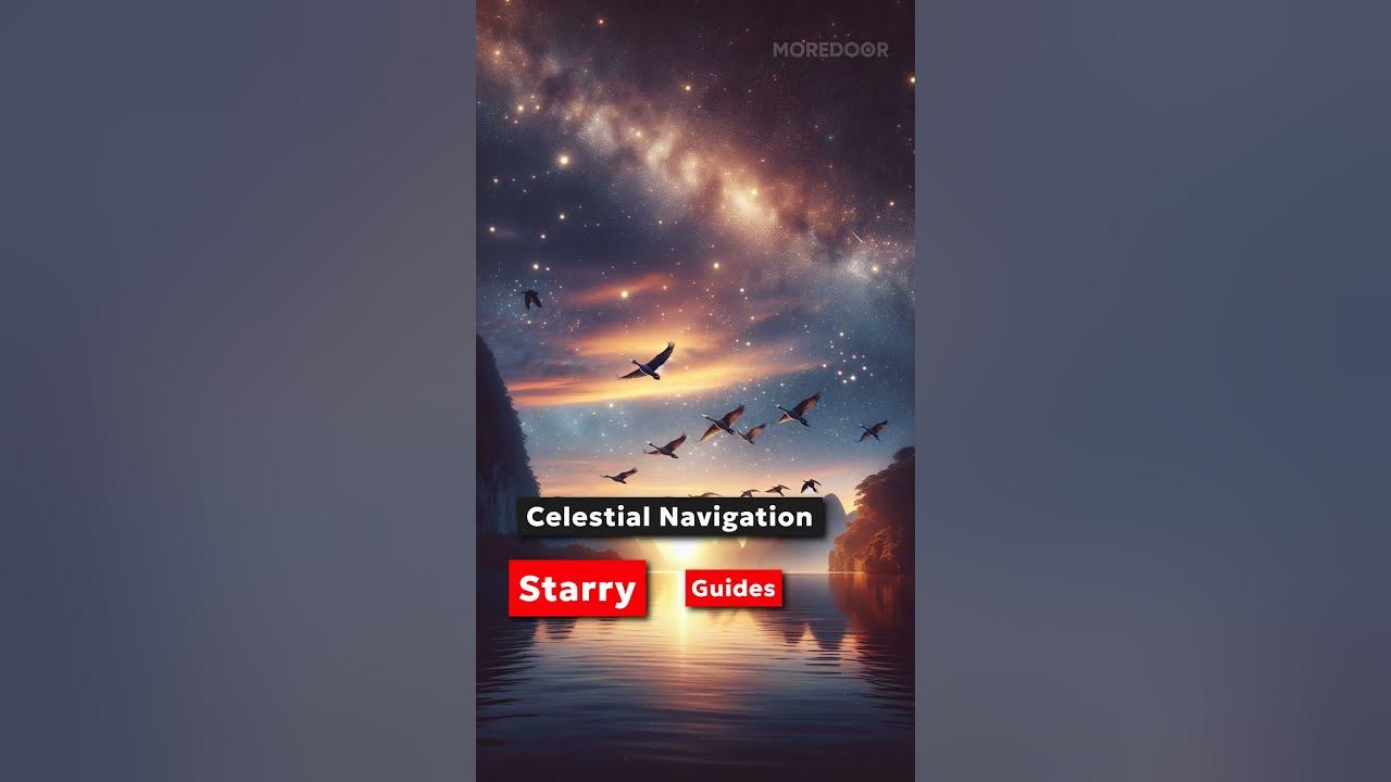 Unveiling Avian Wonders: Bird Navigation Explained #shorts - YouTube