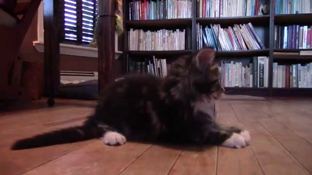 Puka sleeps through playtime - YouTube