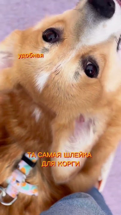 Шлейка для корги - YouTube