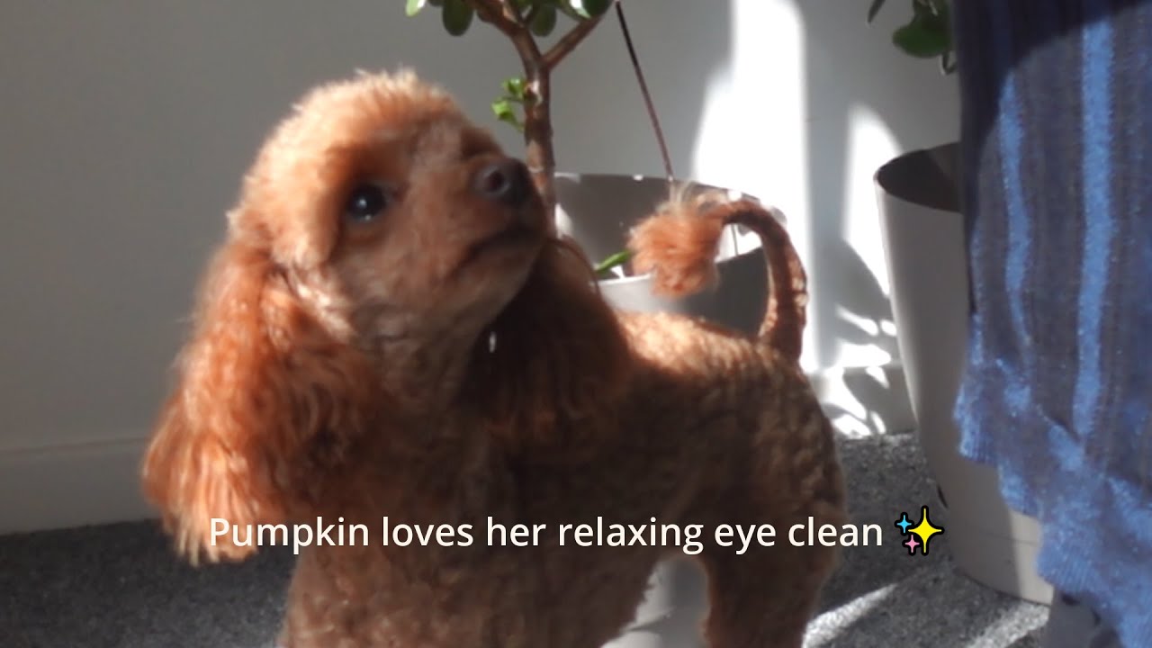 How I Clean My Toy Poodle’s Eyes at Home 🐩 (Easy Grooming Routine ...