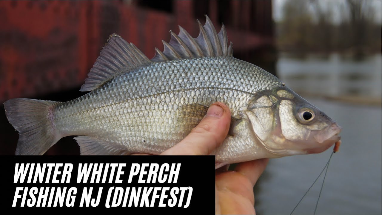 White Perch In Water