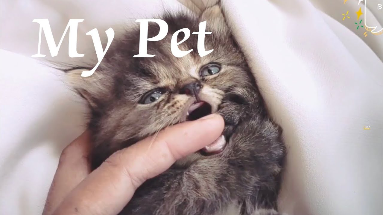 My Pet Cat- A descriptive text - YouTube