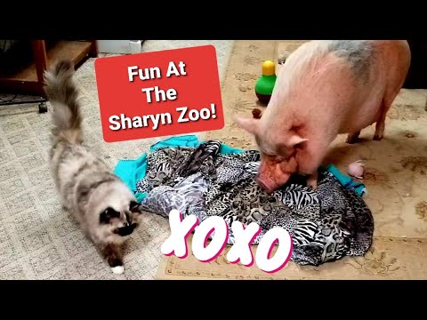 Mini Pig, Birds & Cats OH MY | Relaxing At The Sharyn Zoo - YouTube